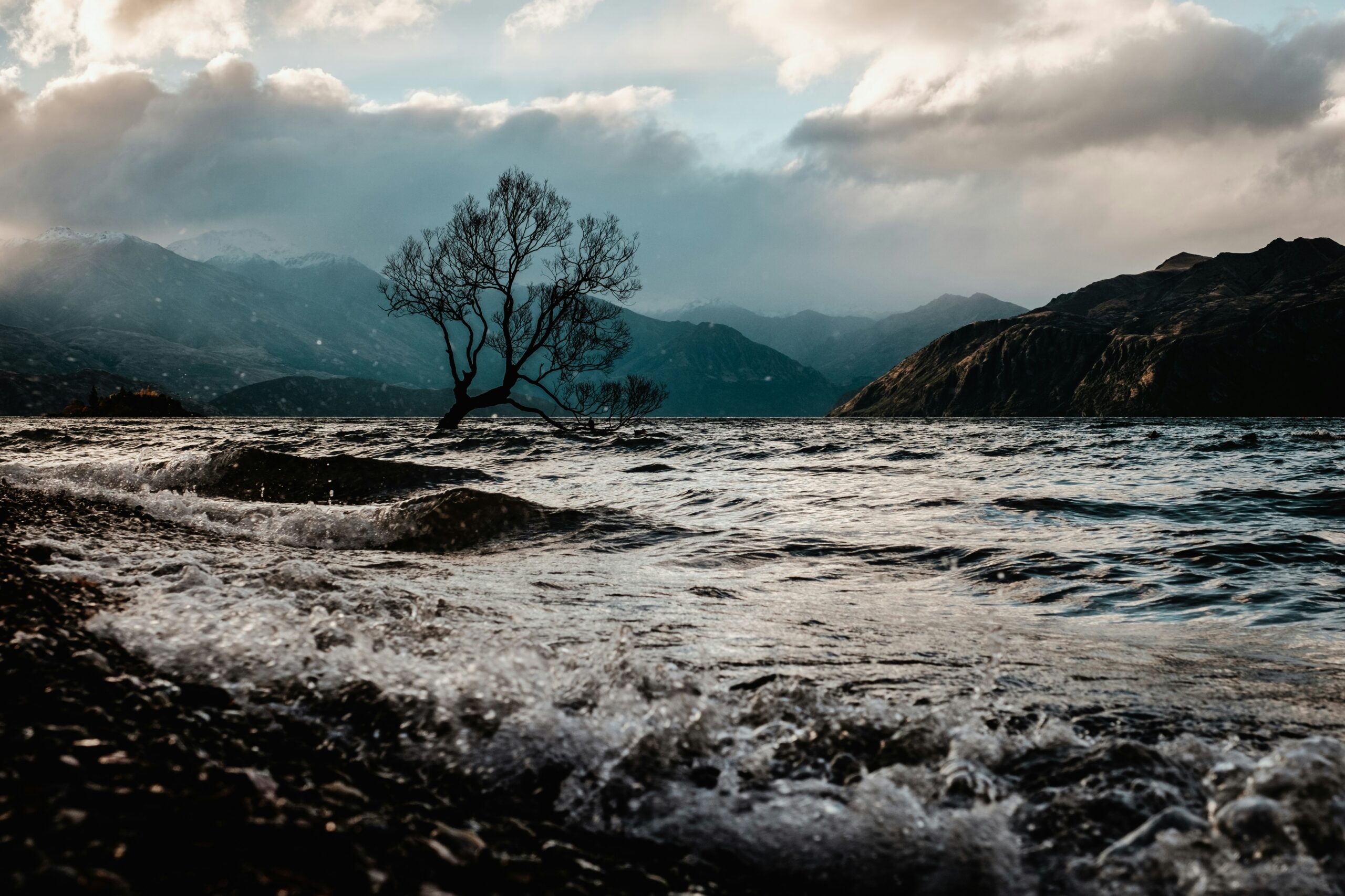 Teachings of the Tree • Adam Lobel